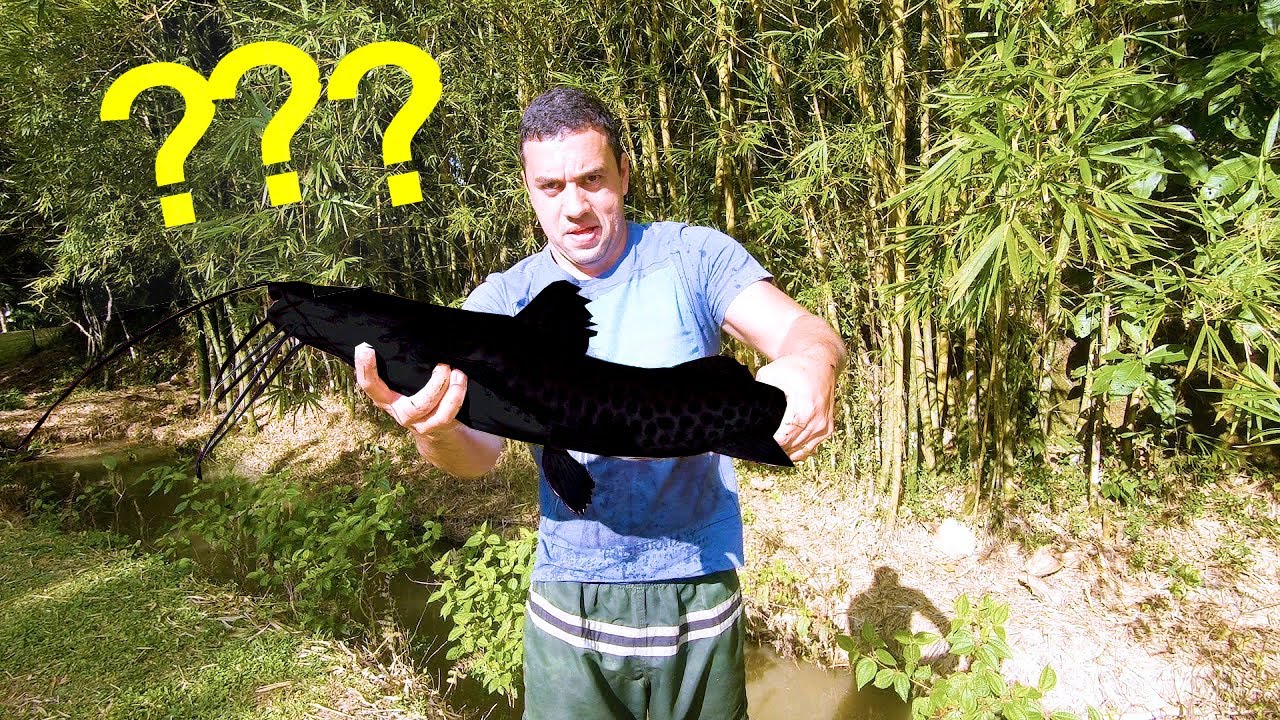 INCRIVEL PESCAMOS UM PEIXE MONSTRO GIGANTE !! Pescaria. - YouTube