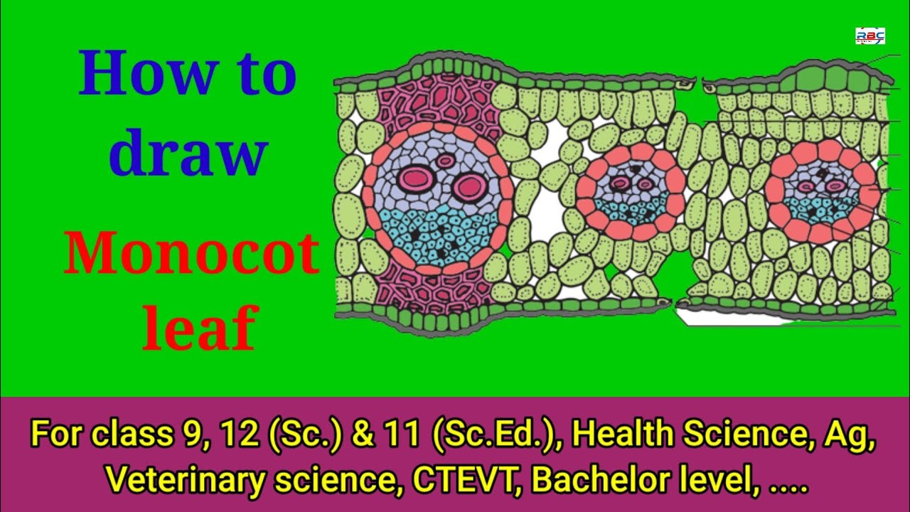 How to draw monocot leaf/easy tricks/biology/anatomy - YouTube