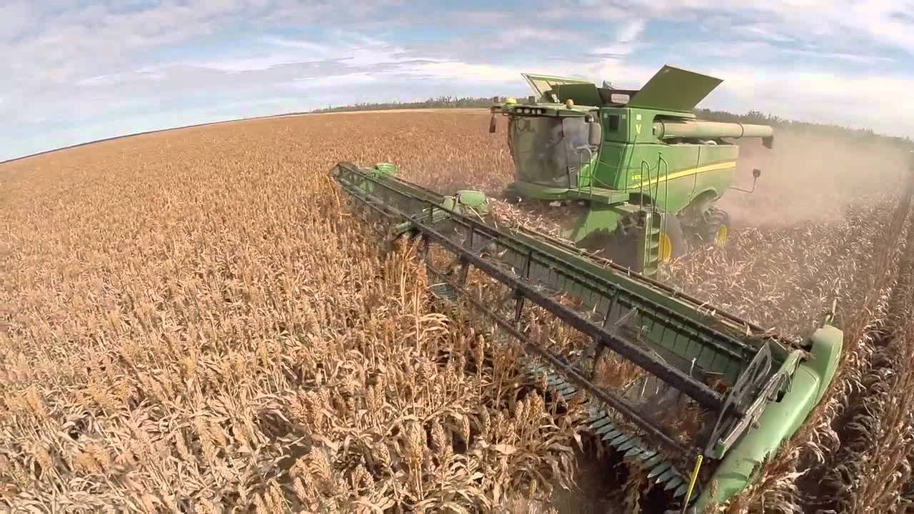 Sorghum Harvest 2015 - YouTube