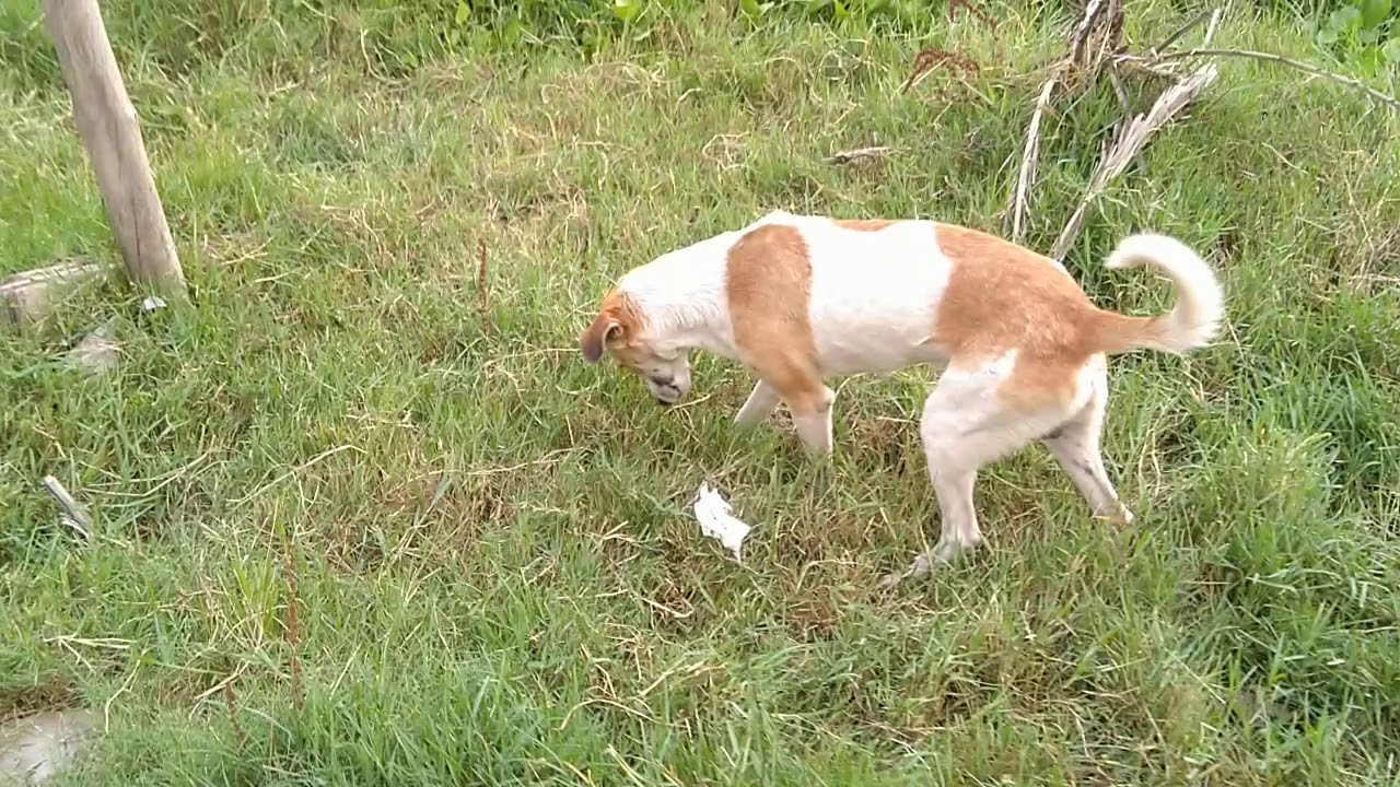 This is how animals secure their territory - YouTube