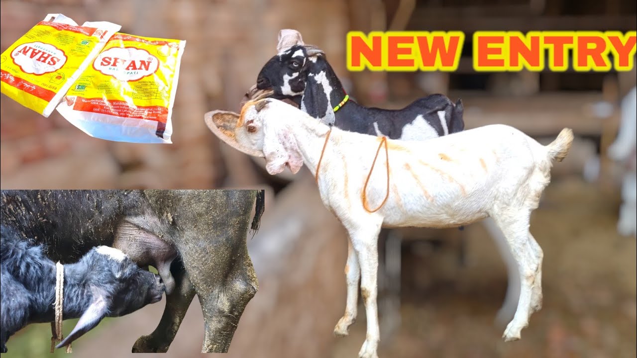 Daily animals Routine Vlogs Ana Chaye Ha | Sardi Ayi Nhi Or Kam Kharab Hona Laga Sj Livestock ...
