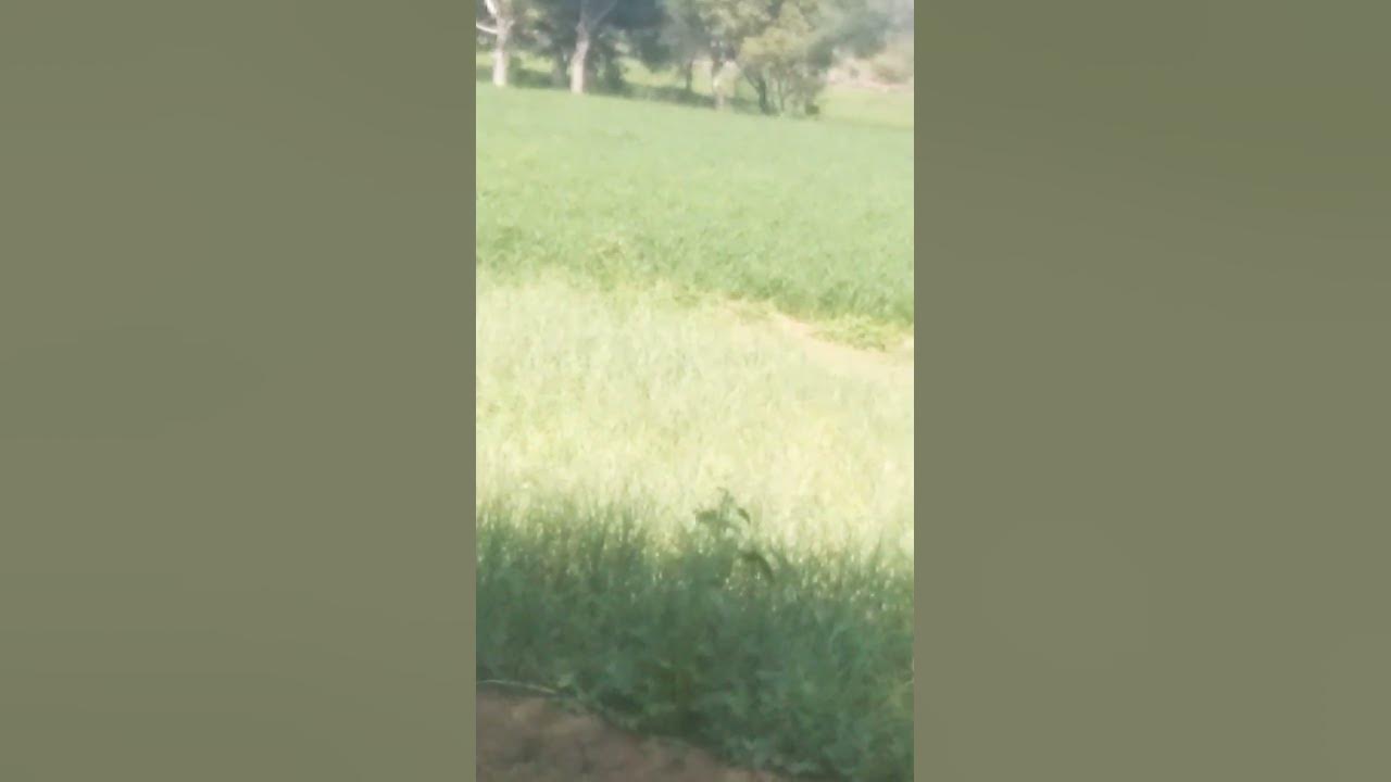 29 जनवरी 2025 - YouTube