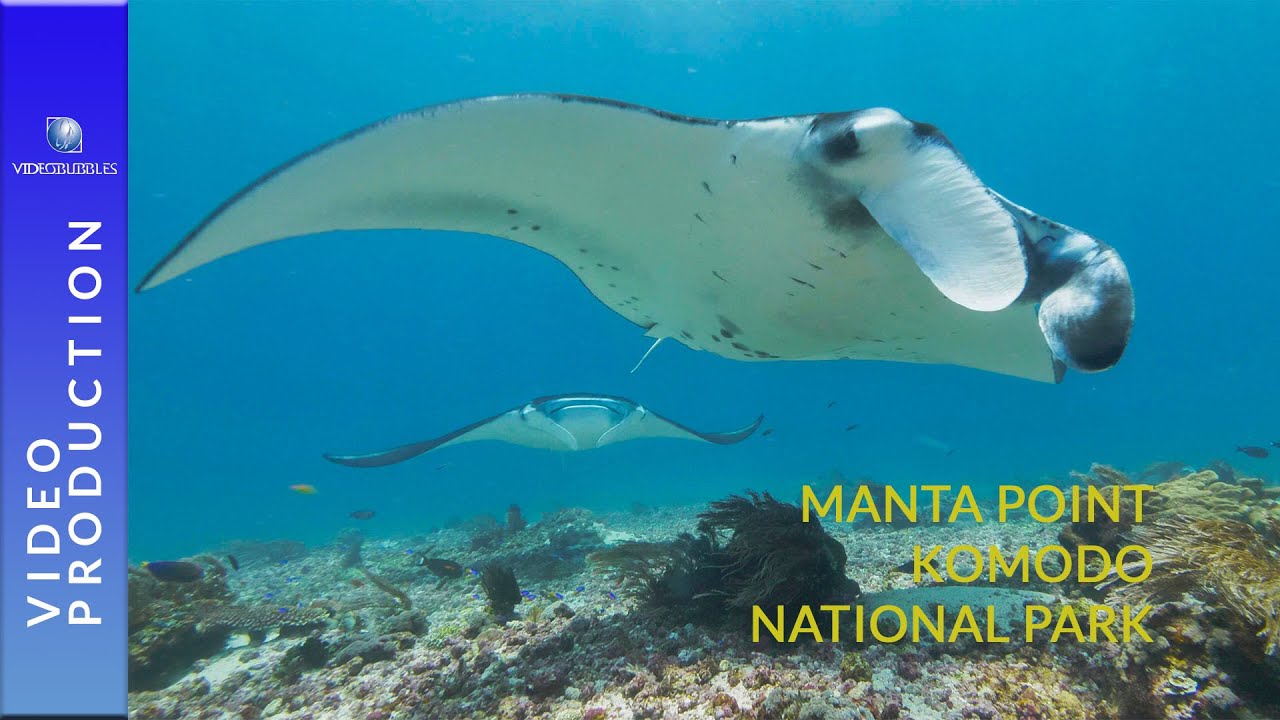 Manta Point at Komodo National Park - YouTube