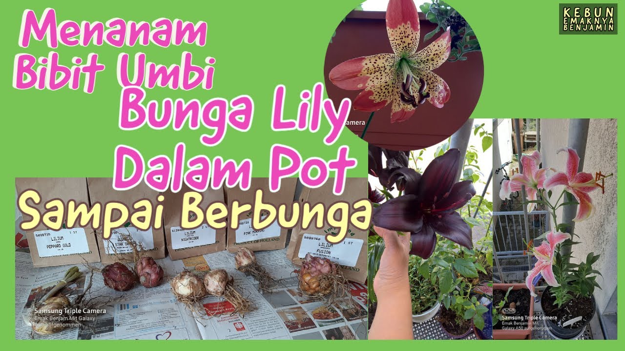 Cara Menanam Bunga Lily dalam Pot Sampai Berbunga - YouTube