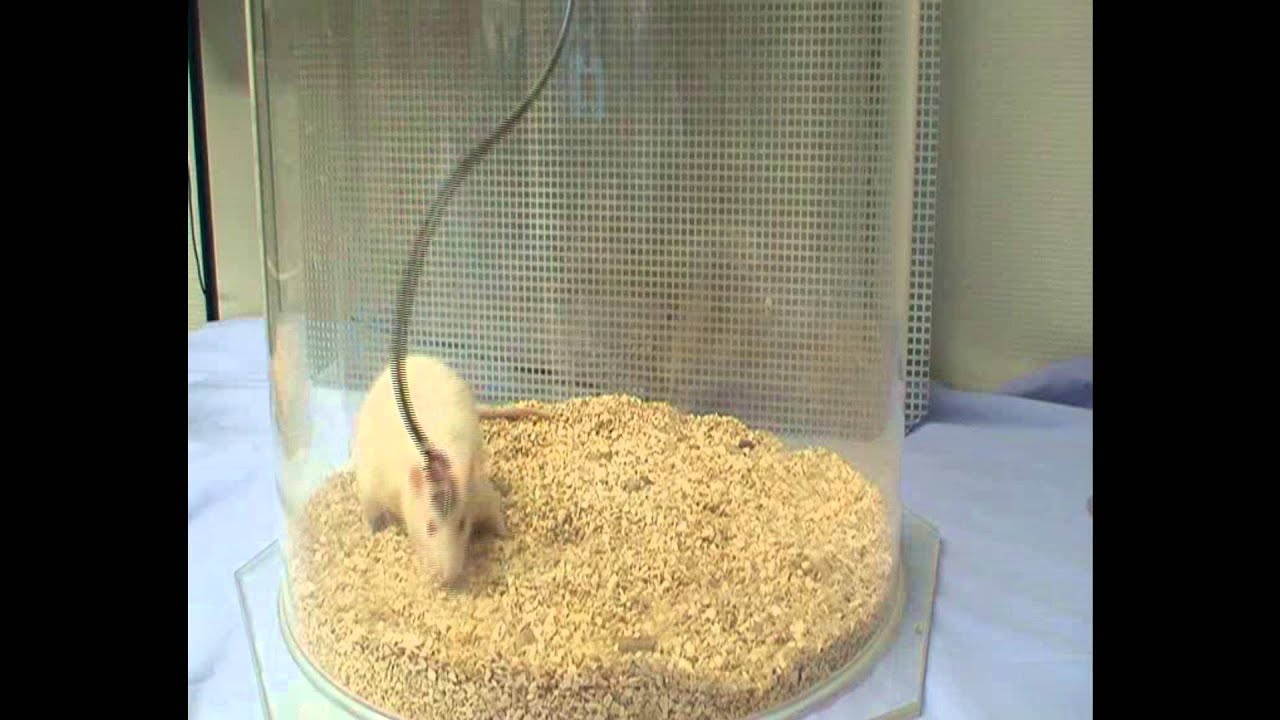 3 Behavioral pattern of a Wistar rat under hippocampal DBS - YouTube