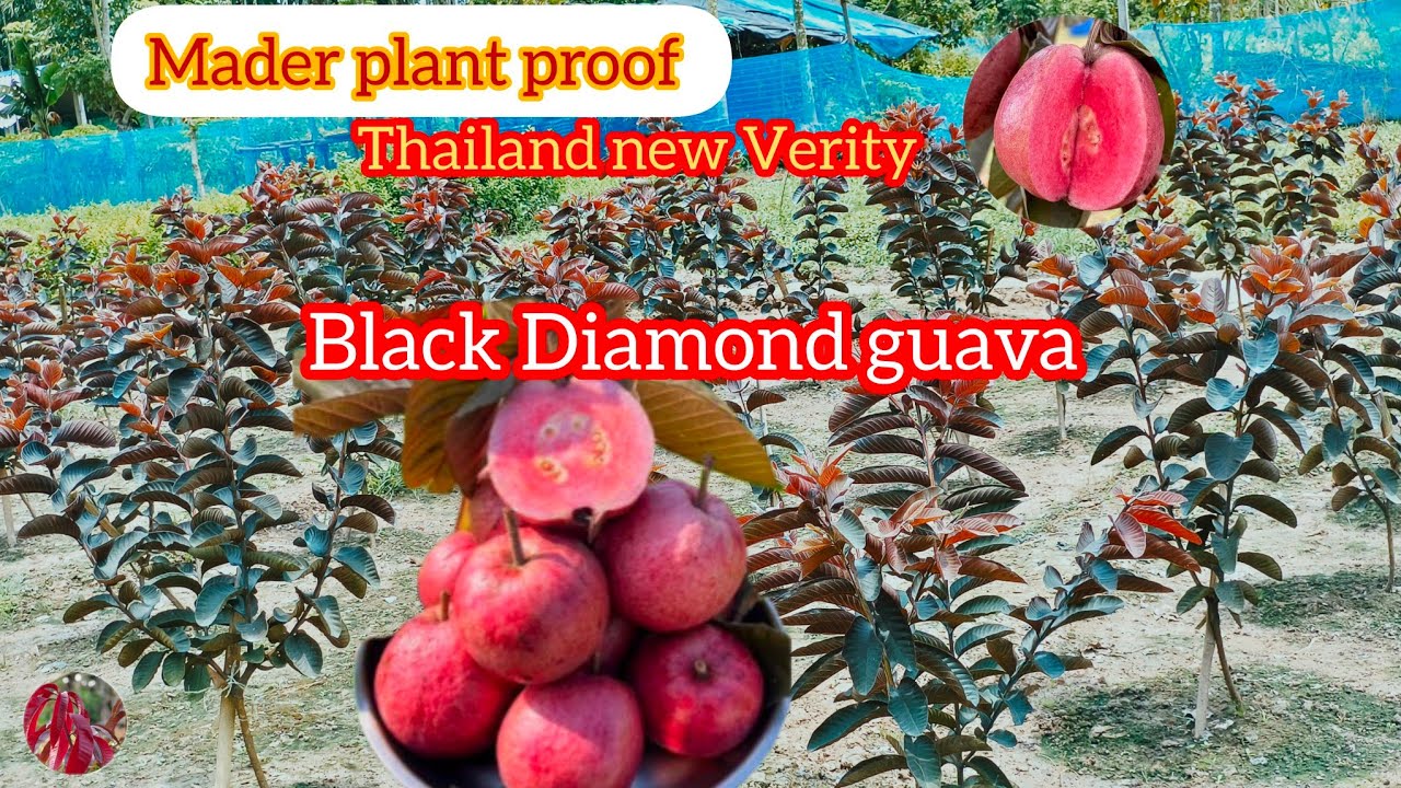Black Diamond guava plant Comercial Farming world no 1 Guava plant ...