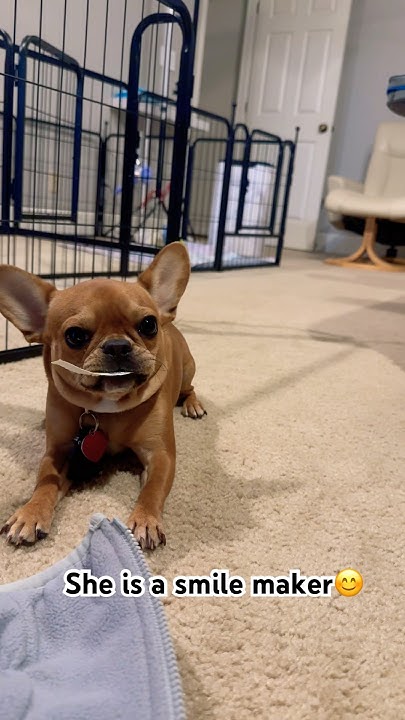 A smile maker. #puppy #cute #frenchbulldog #royalfrenchel #happypuppy # ...