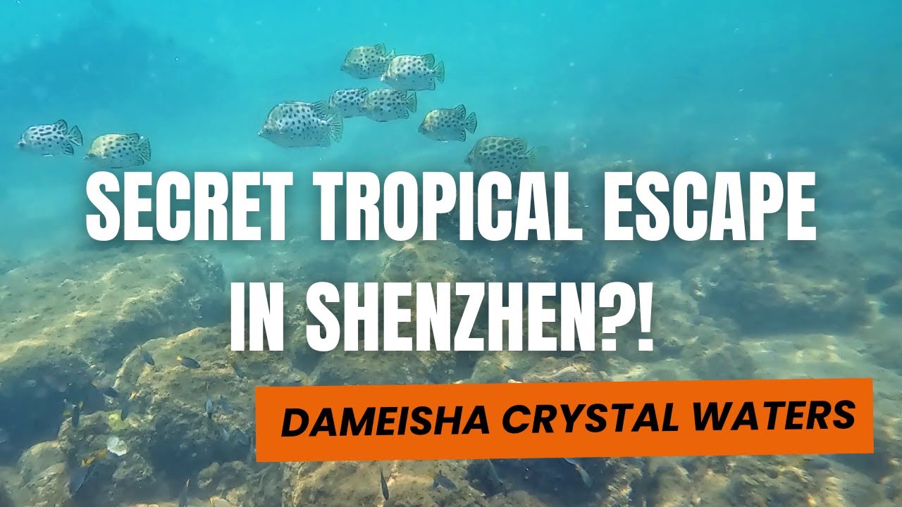 🔥 SECRET TROPICAL ESCAPE in SHENZHEN?! 🤿 Dameisha Crystal Waters (2025 ...