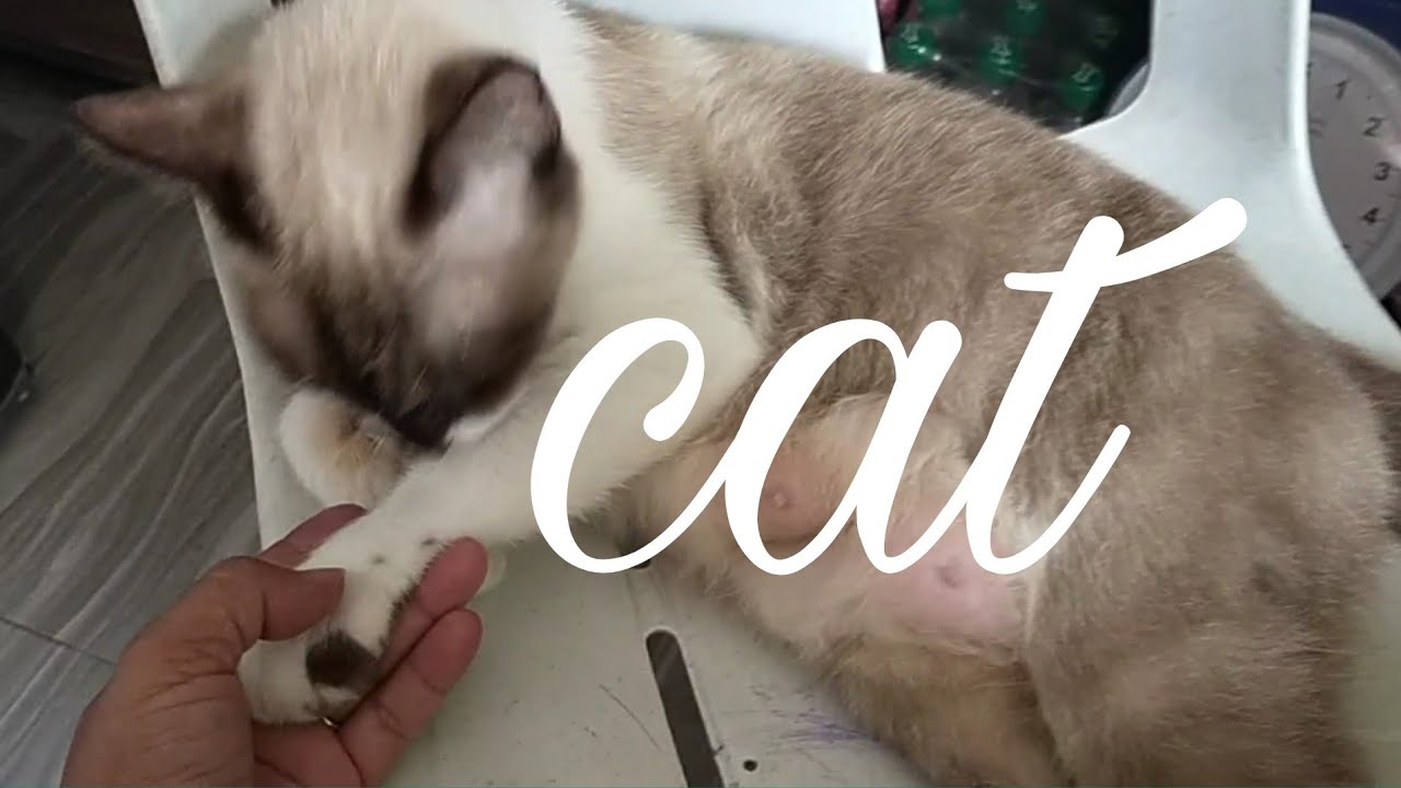 my cat||Shout out members And Super chatter - YouTube