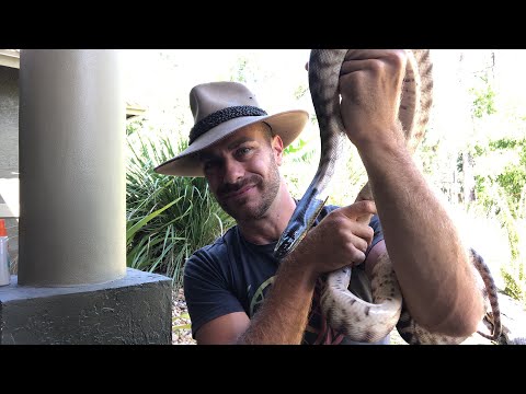 Update on BIG AL & Giving the Black Head Python Some Exercise!