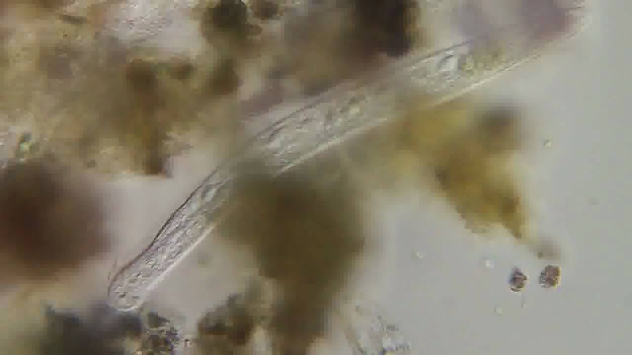 Various Ciliates: Spirostomum, Paramecium, Loxodes - YouTube