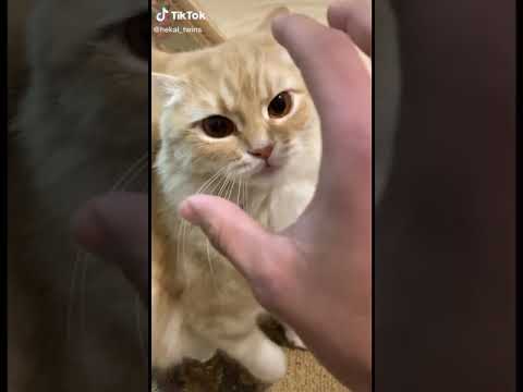 Cute Angry Cat, Cat Tiktok, Cute Animalz #shorts - YouTube