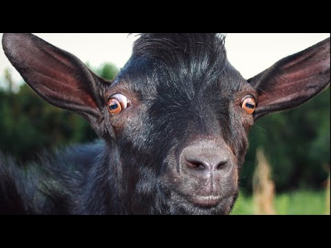 Goats Spies & Third Eyes - YouTube