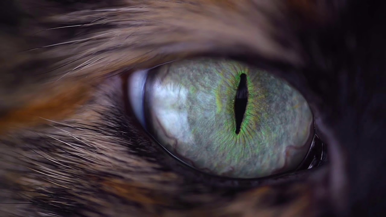 Cat Eyes Extreme Close Up 1080P - YouTube