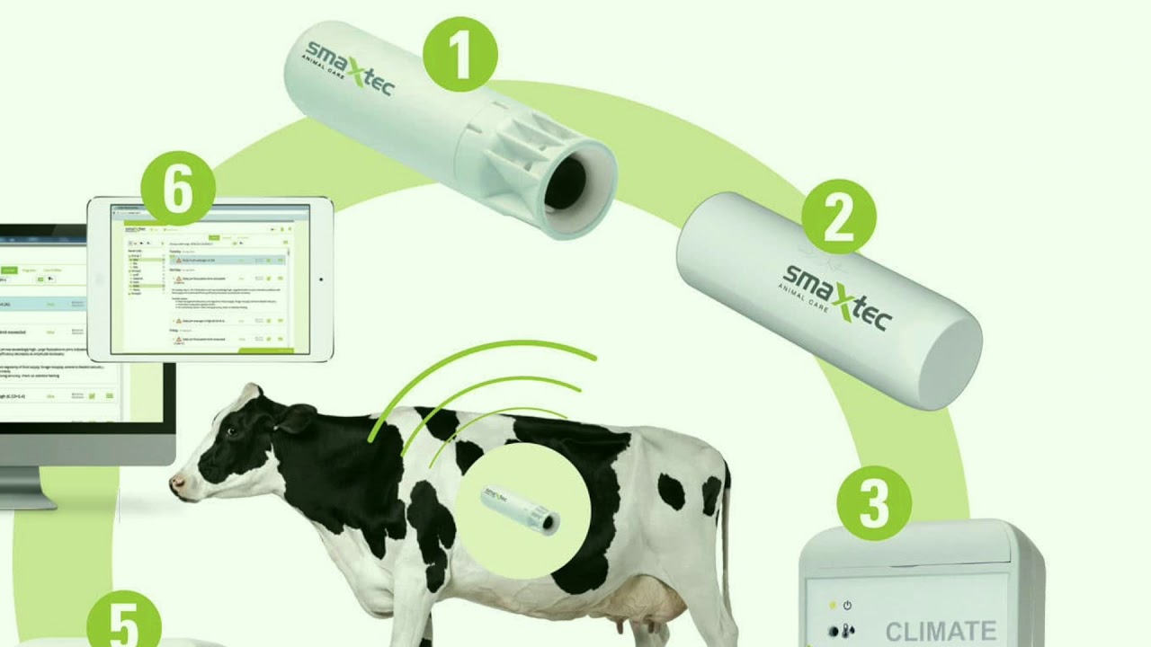 Smaxtec Smart bolus - YouTube