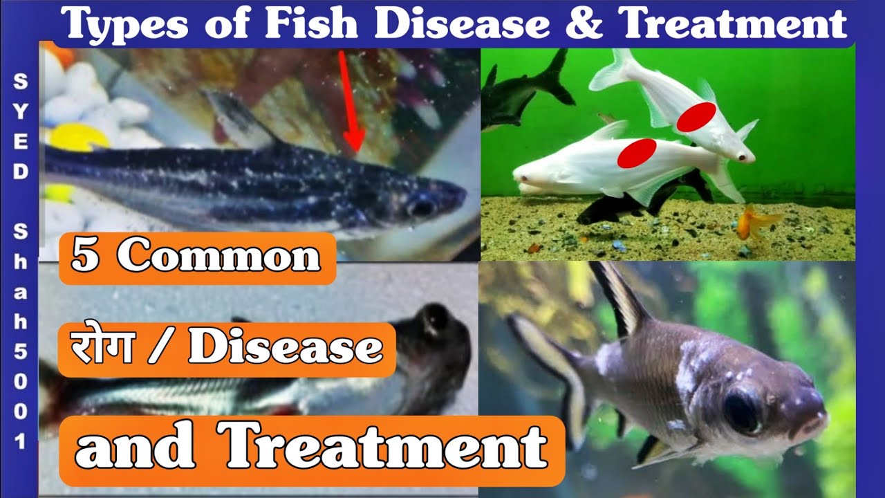 Sharks 5 common Disease & Treatement, |हिंदी भाषा में Fish diseases and ...