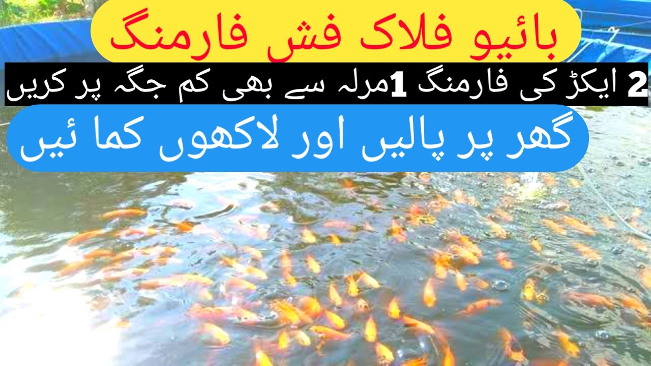 How to start Biofloc Fish Farming in Pakistan || Techniques || Business ...