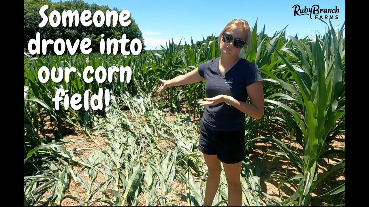 Finishing up planting and someone took a joy ride through our corn ...