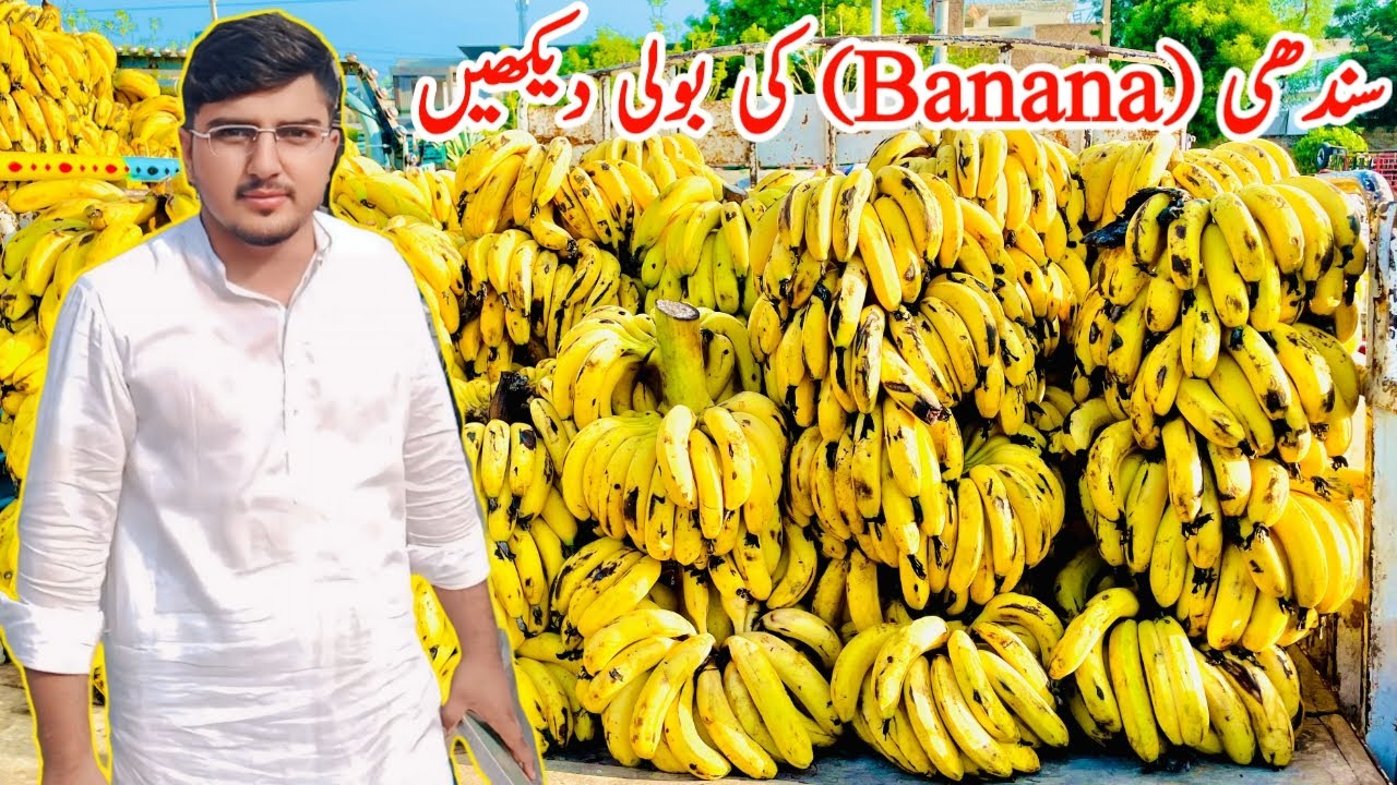 Sindhi Banana 🍌 biding today fruit mandi Hasilpur | Today Banana price ...