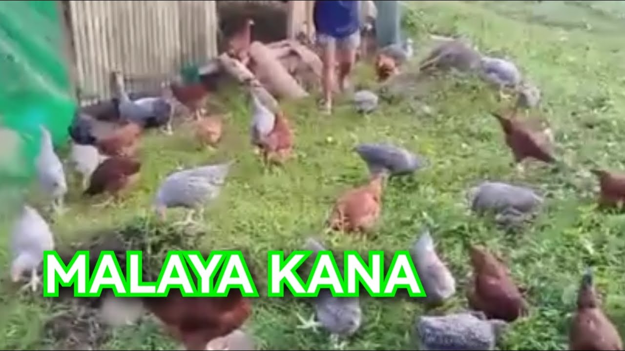 FREE RANGE CHICKEN BPR RIR SUSSEX CHICKEN FROM DAY OLD TO TRHEE MONTHS ...