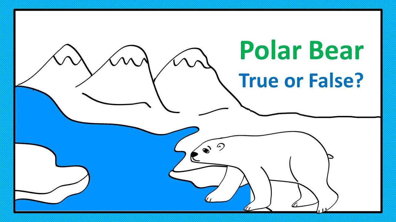 Polar Bear Facts - True or False - YouTube