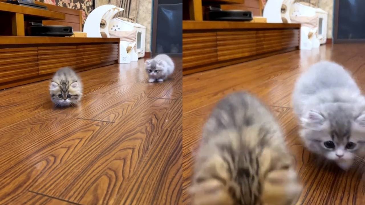 It's also a short-footed cat, what about your legs? Minut bantam cat ...