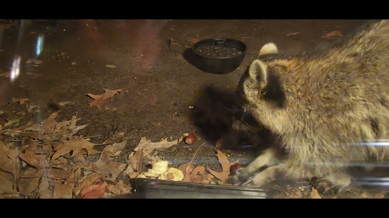 Early evening Thursday, Raccoons - YouTube