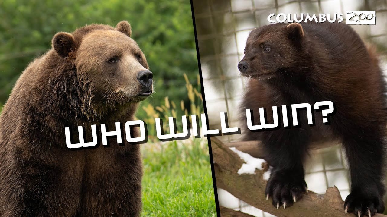 🏈 It's Team Wolverine vs. Team Brutus & Buckeye at the Columbus Zoo ...