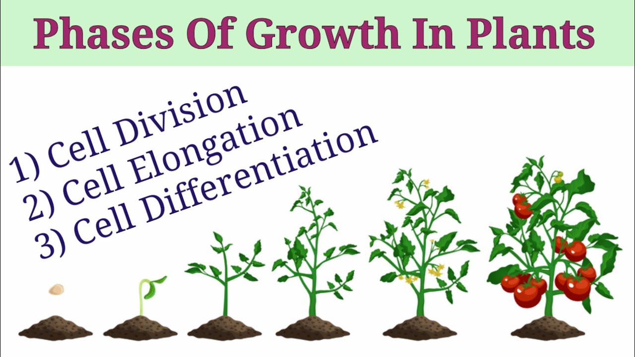 Phases Of Growth In Plants | Lec. 7 | Plant Physiology - YouTube