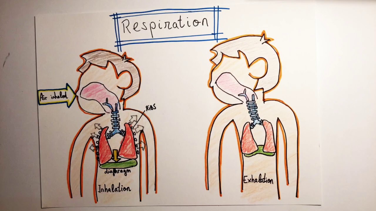 Respiration. Inhalation and Exhalation. - YouTube