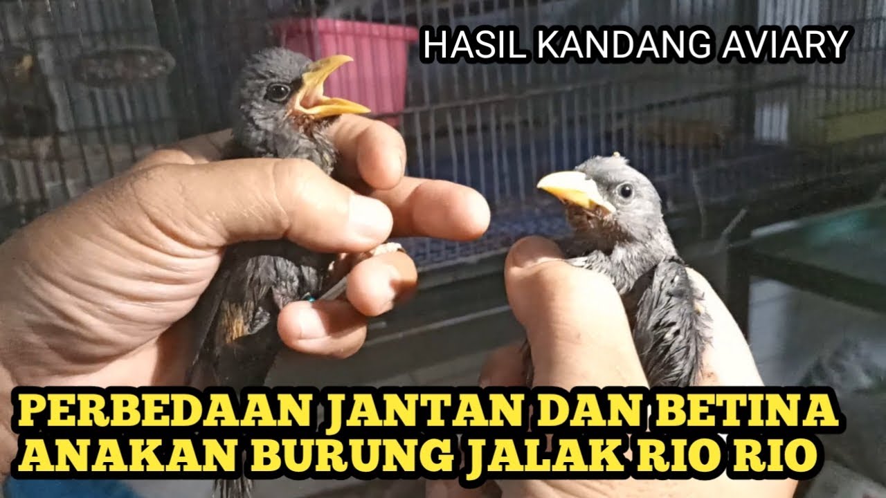 PERBEDAAN JANTAN DAN BETINA ANAKAN BURUNG JALAK RIO RIO - YouTube