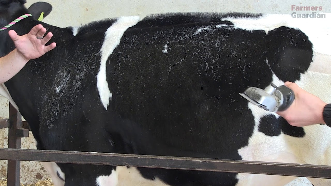 How to prepare a calf for the showring - YouTube