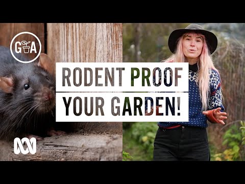 How to Keep Rats & Mice Out of Your Garden | Pest & Disease Control | Gardening Australia
