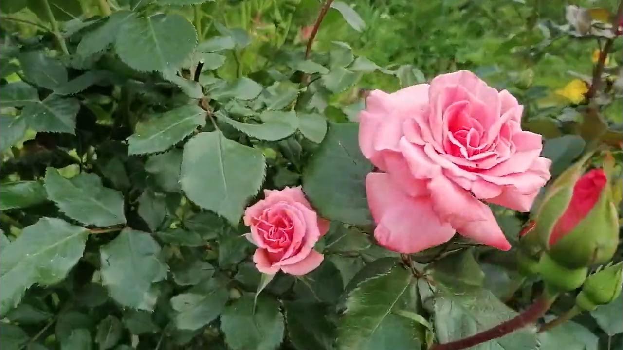 Роза парковая Амандин Шанель - YouTube