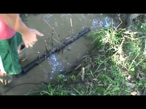 Coon trapping for beginners part 2 - YouTube