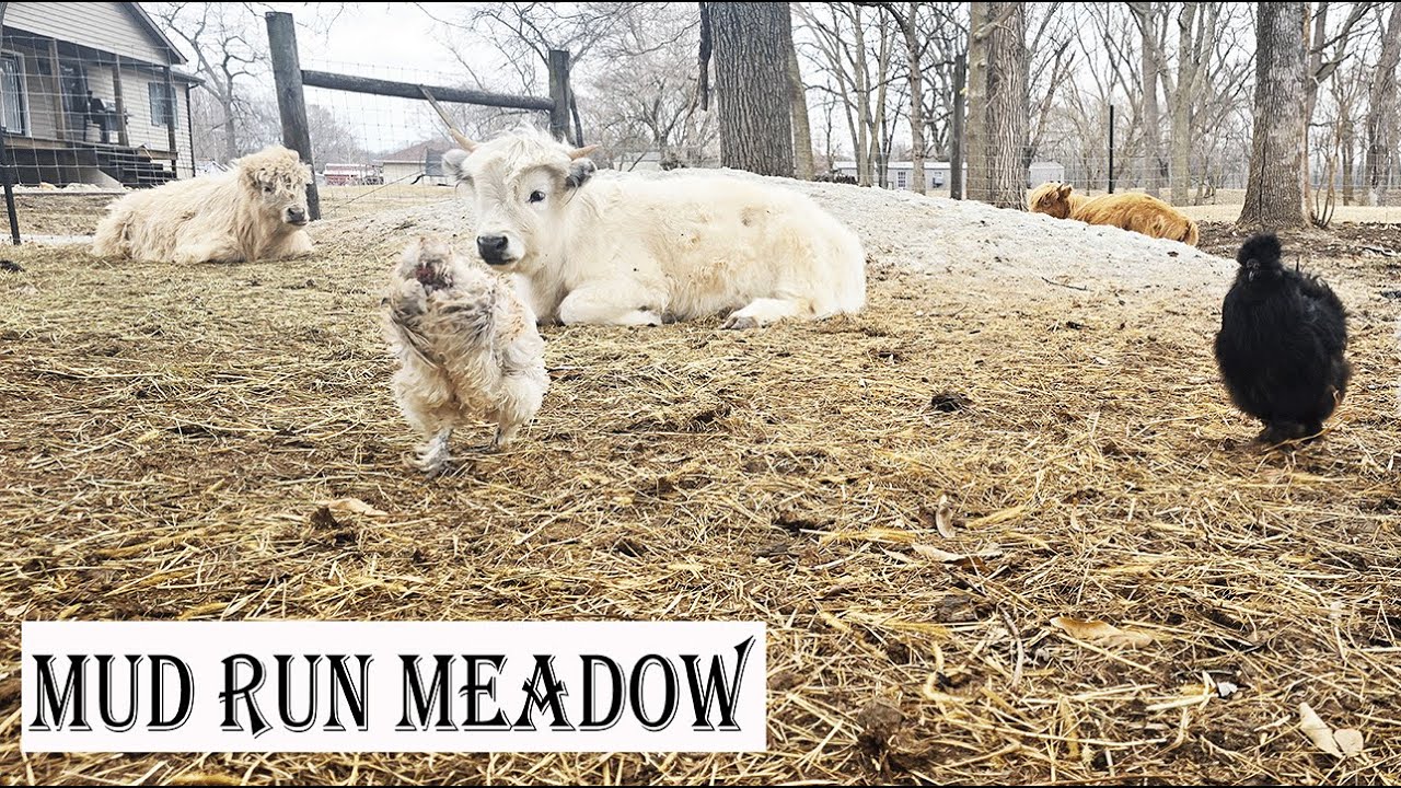 Cow Snuggles & Rooster Refuge : A Perfect Day on the Hobby Farm | Mini ...
