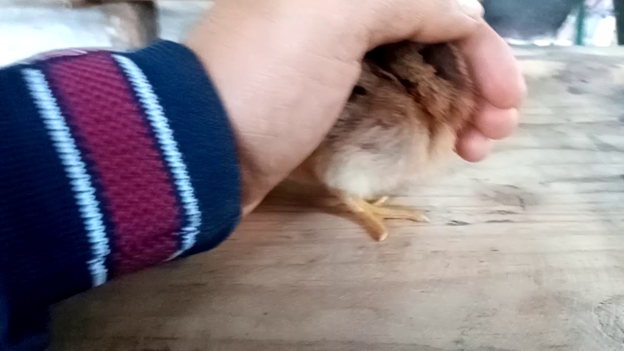 Pollito con frío. - YouTube