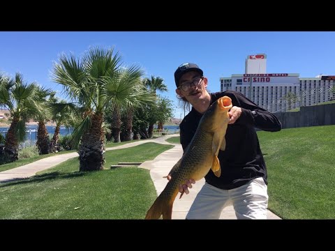 Laughlin Nevada Bank Fishing Colorado River - YouTube