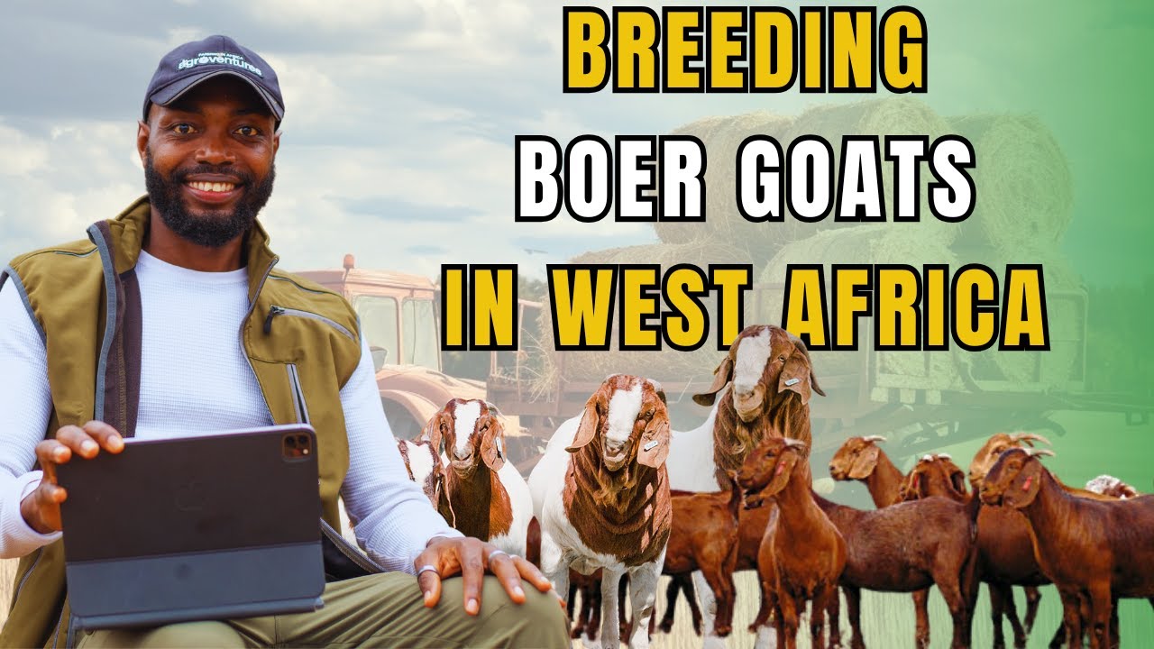 HOW to Find the PERFECT BOER GOATS for Breeding in West Africa - YouTube