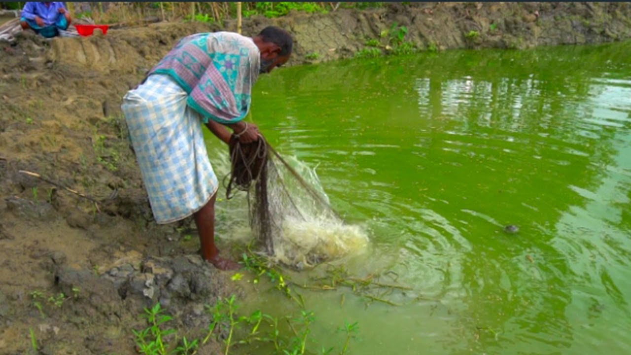 Amazing Net Fishing | Big Fish Catching |Traditional Net Fishing in ...