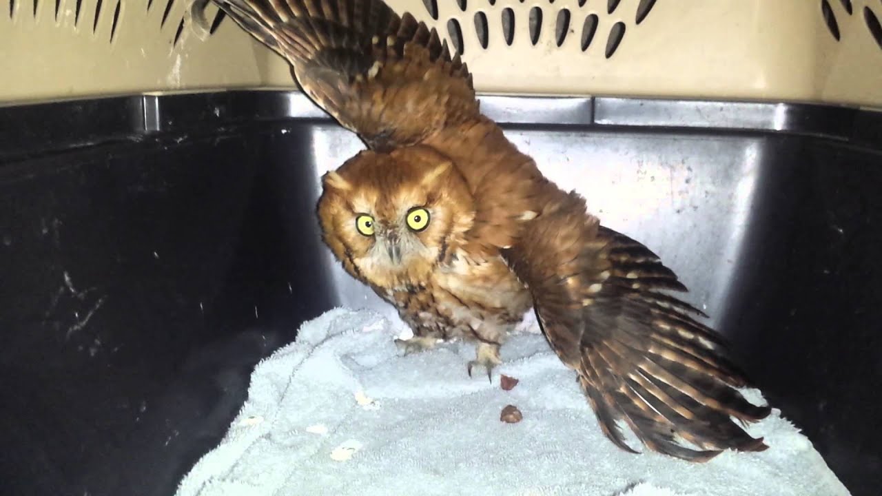Pissed Off Screech Owl - YouTube