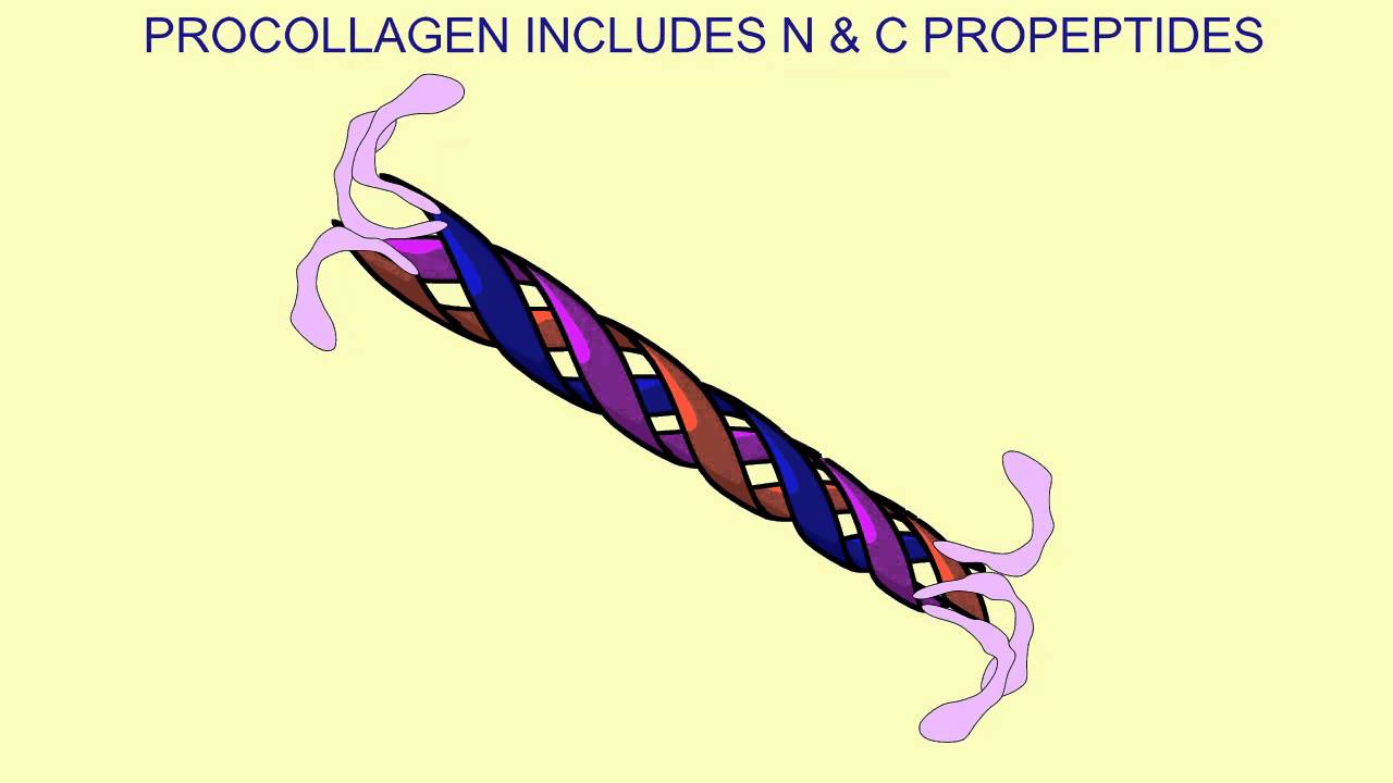 PROCOLLAGEN - YouTube