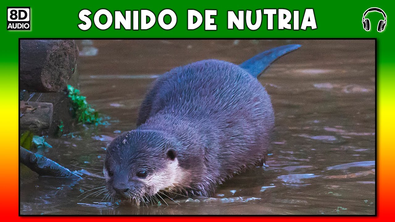 SONIDO DE NUTRIA 🦦 - YouTube