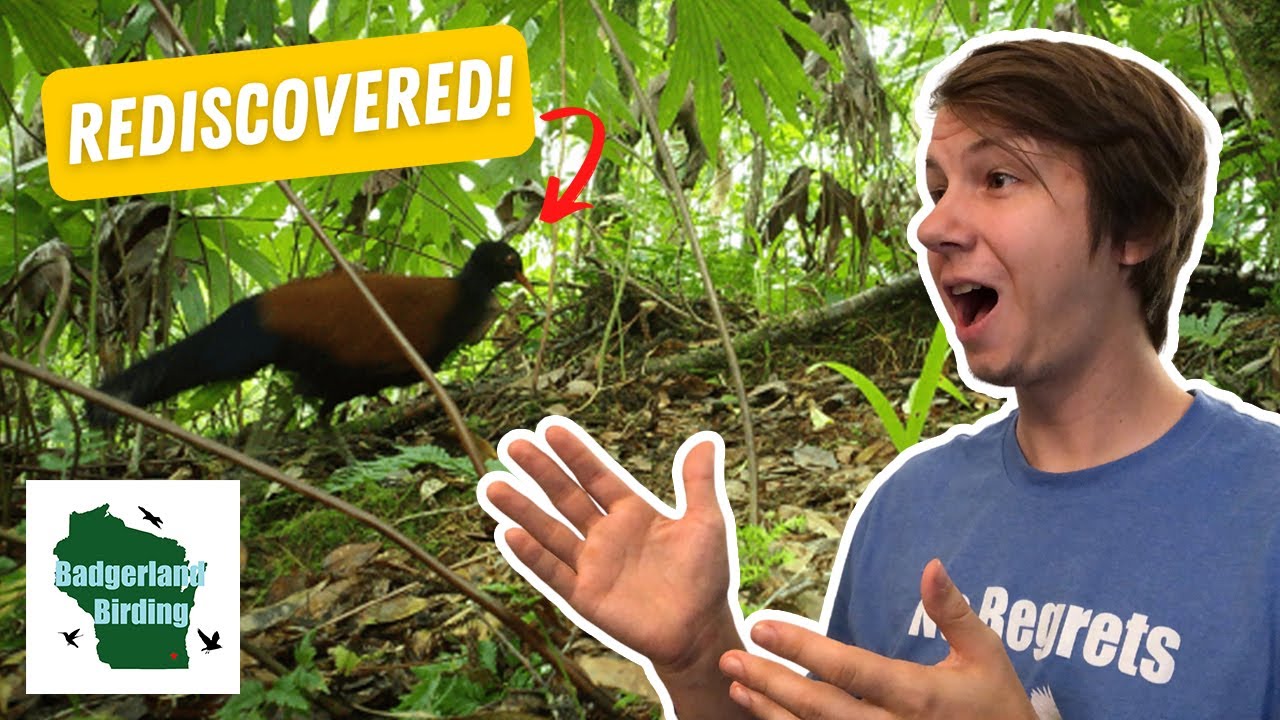 Bird Rediscovered After 140 Years! (Shocking!) - YouTube
