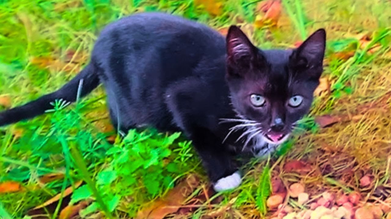 Cute kittens and mother cat eating delicious lunch!!!😺 ️ - YouTube