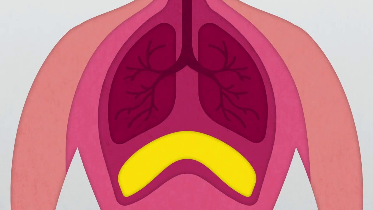 COPD word of the day: Diaphragm (Living healthy with COPD) - YouTube