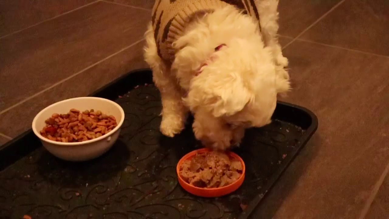 Ting eating in Slow Motion 2 - YouTube