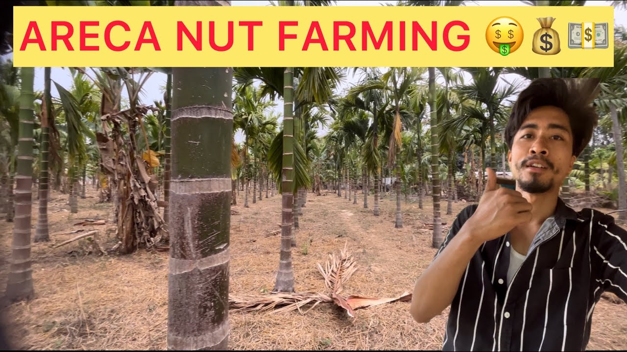 ARECA NUT FARMING / BETEL NUT FARMING 🤑💰 - YouTube