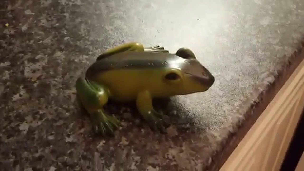 Ribbiting frog - YouTube