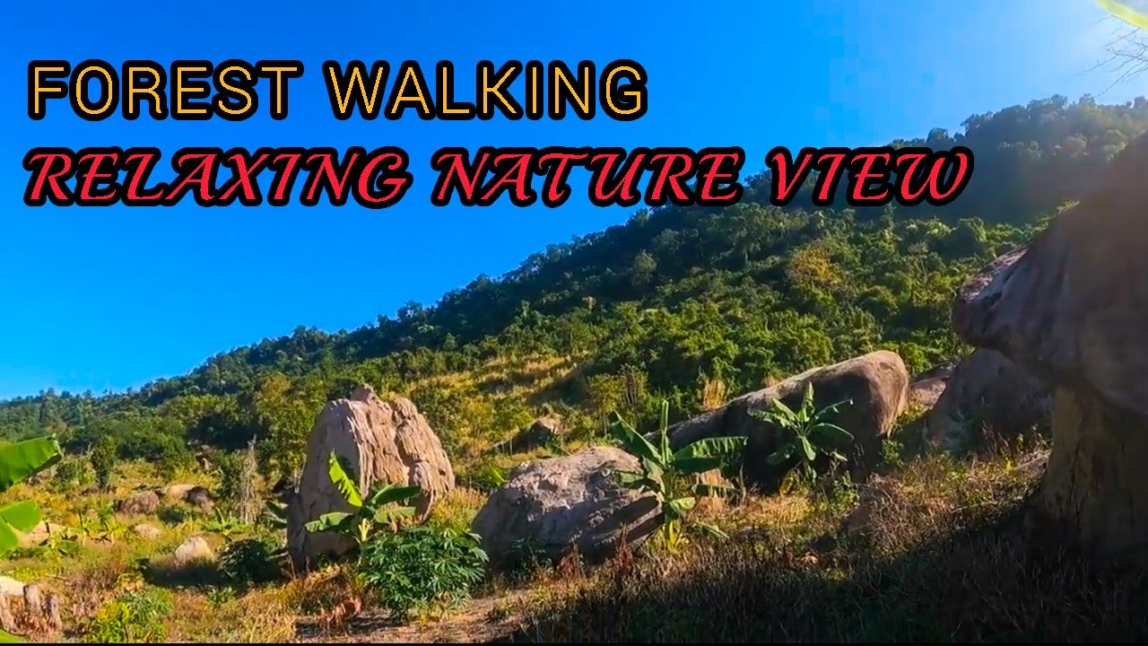 Forest walking very amazing with nature view a lot of big stone near ...